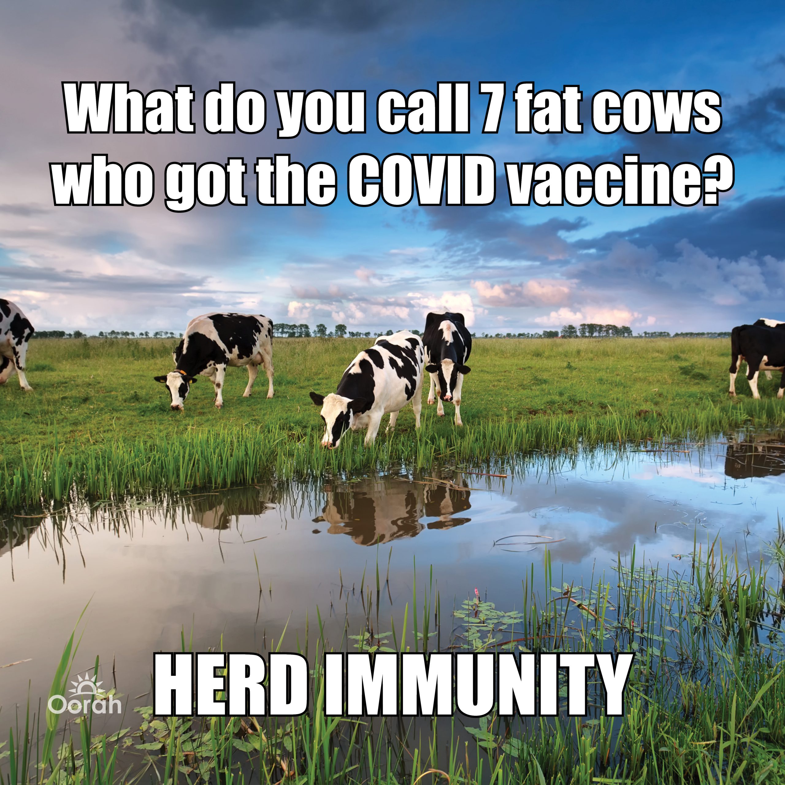 Purim Jokes, Riddles, and Memes - Jewish Resources